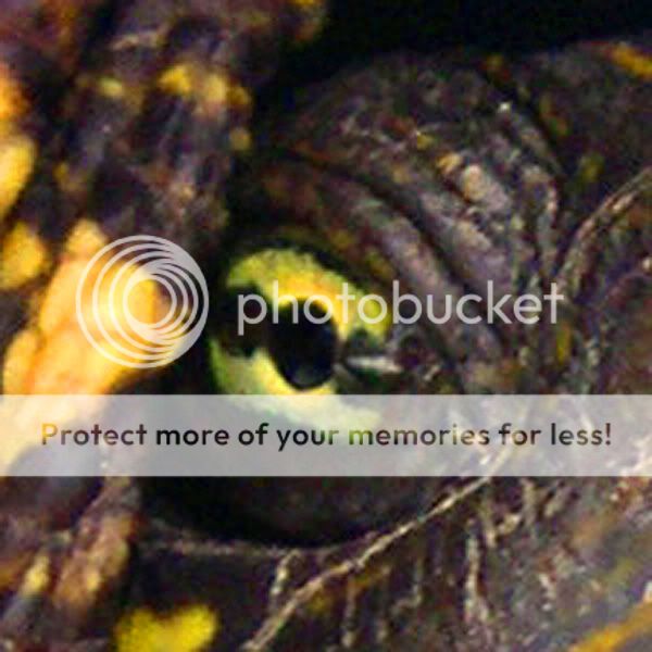 Turtle Eye Colors? - General Turtle Discussions - Turtle Forum