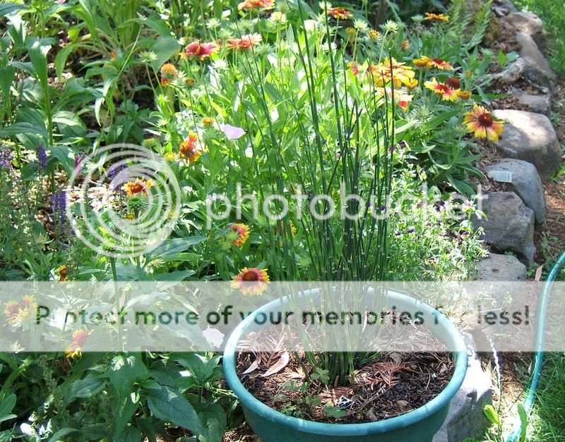 Horsetail Plant Care In Pots at Spencer Neighbour blog
