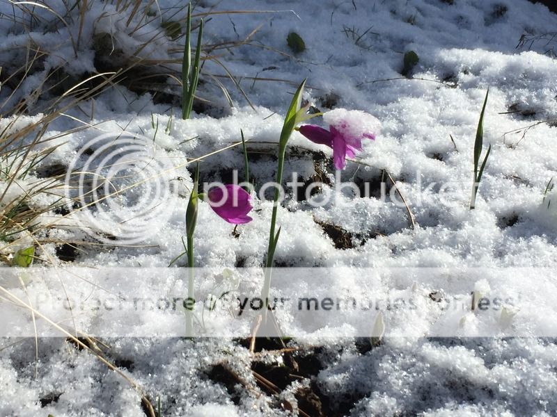Blues Trip 4 Apr 2015 - Alpowa Summit to Anatone | Toyota FJ Cruiser Forum