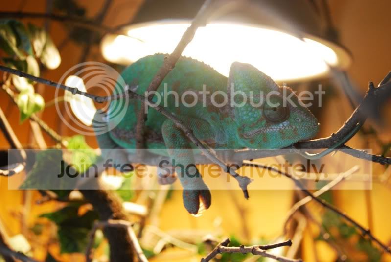 Urgent! Chameleon dying or in labour?? **Large photos** | Chameleon Forums