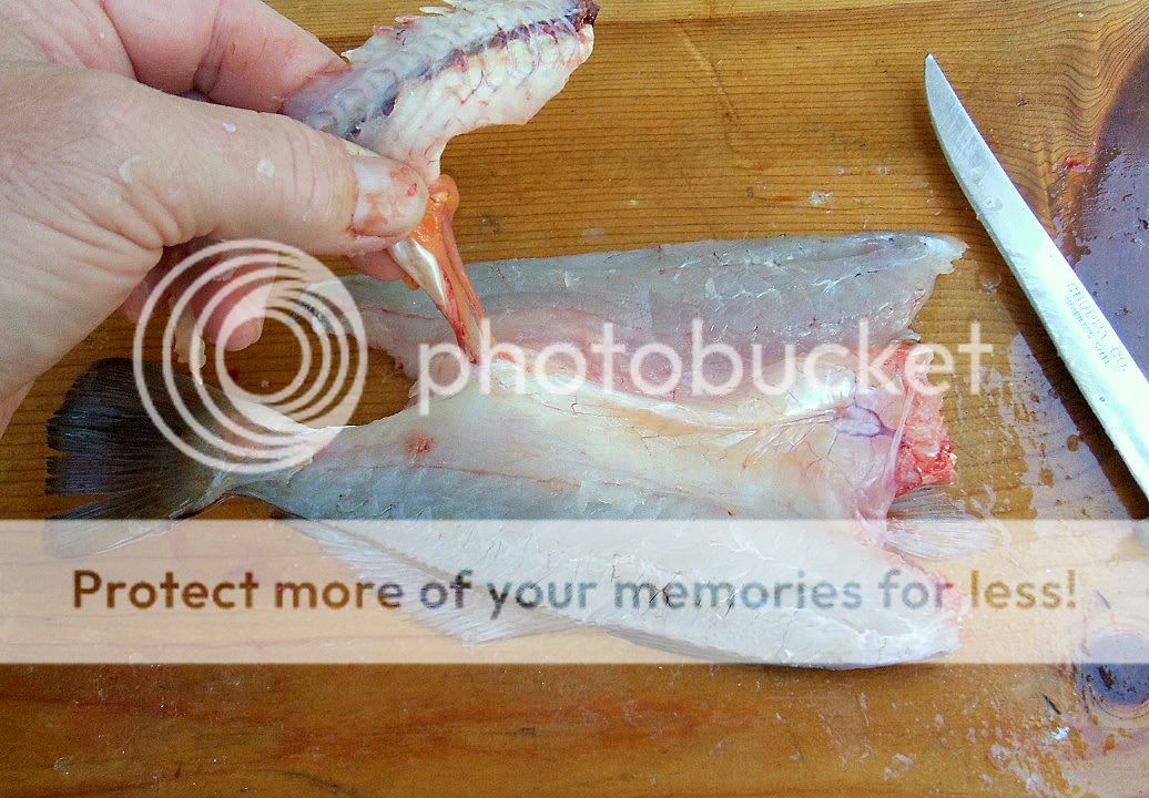 what eat white trout? | Pensacola Fishing Forum