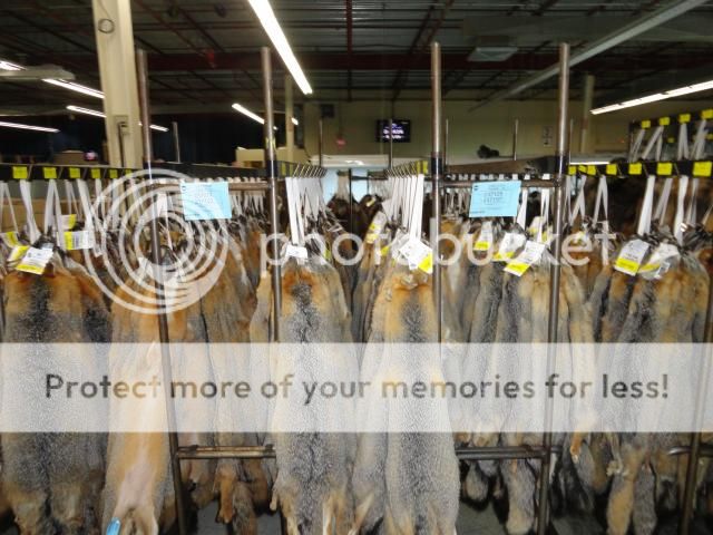 Canadian Trappers Talk Forum • View topic - Pictures from NAFA Sale