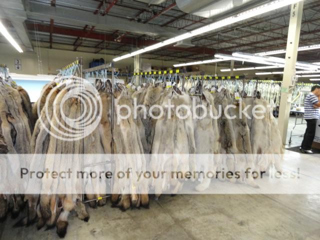 Canadian Trappers Talk Forum • View topic - Pictures from NAFA Sale