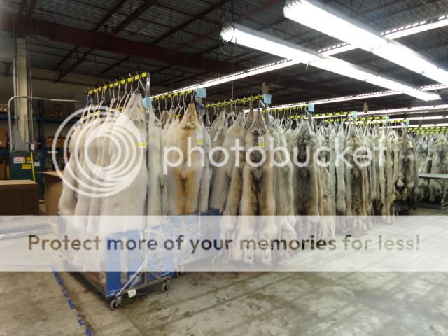 Canadian Trappers Talk Forum • View topic - Pictures from NAFA Sale