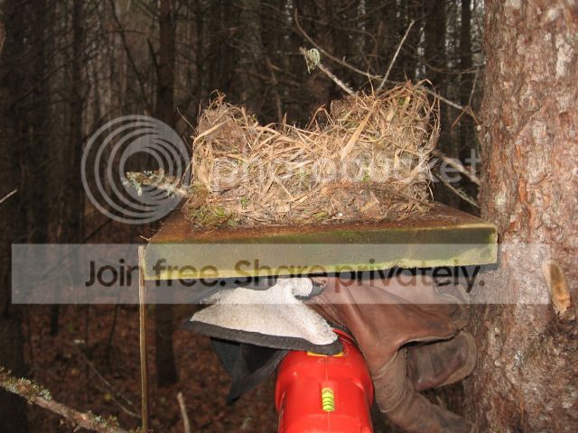 Canadian Trappers Talk Forum • View topic - Pine Marten Nesting Boxes