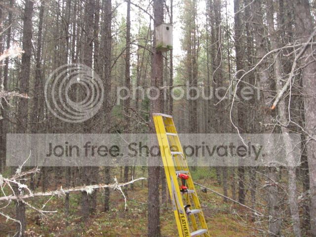 Canadian Trappers Talk Forum • View topic - Pine Marten Nesting Boxes