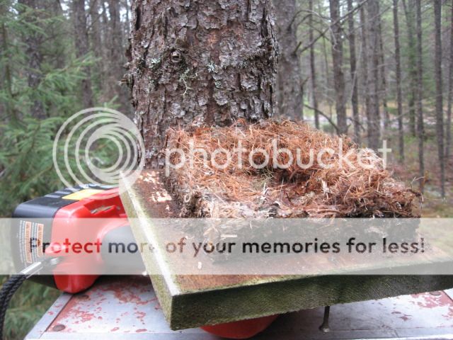 Canadian Trappers Talk Forum • View topic - Pine Marten Nesting Boxes