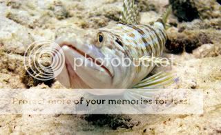 Lizardfish! - Reef Central Online Community