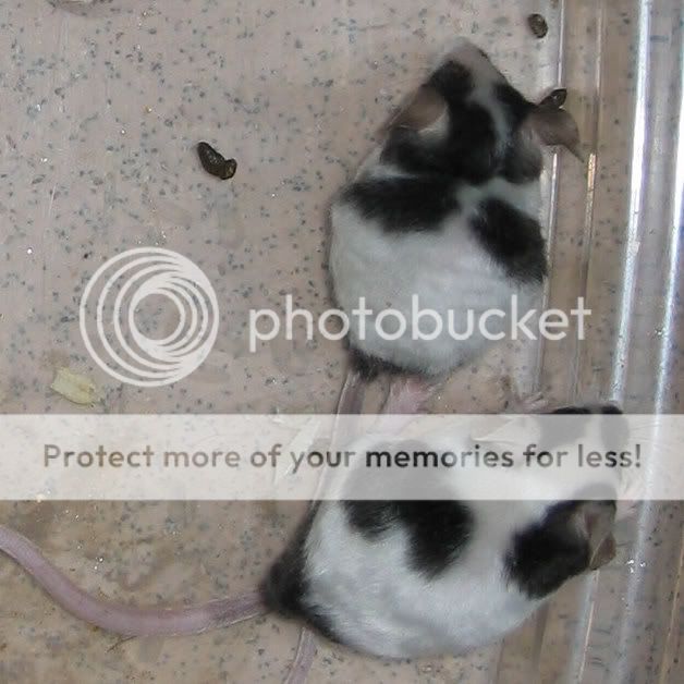 Texel Mice for sale | Reptile Forums