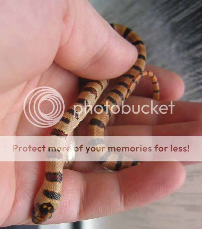 hatchling king snake id please | Page 2 | Reptile Forums
