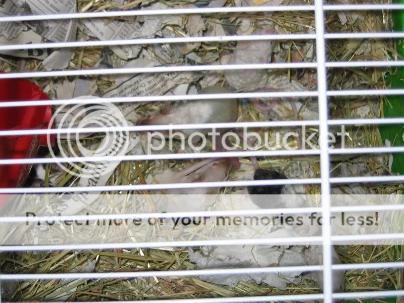 Texel Mice for sale | Reptile Forums