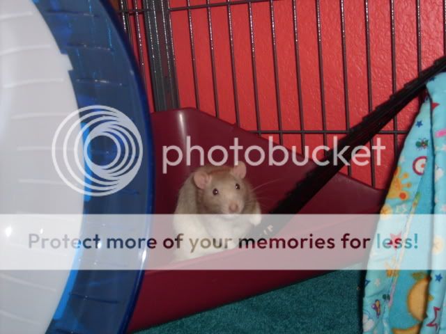 Why do my rats sleep in their litter boxes? | Rat Forum