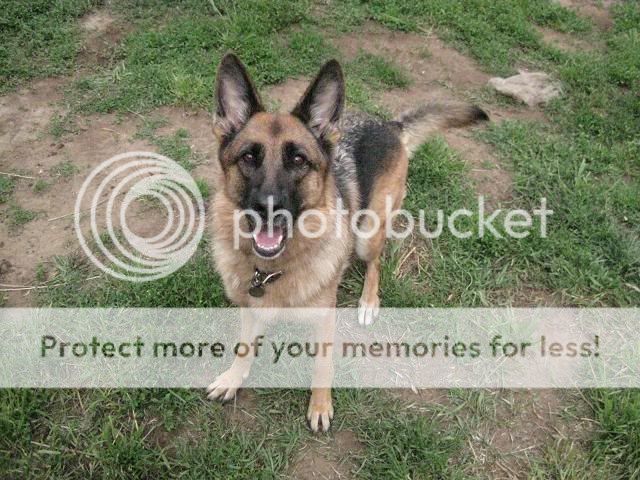 Coat/Undercoat Question | German Shepherds Forum