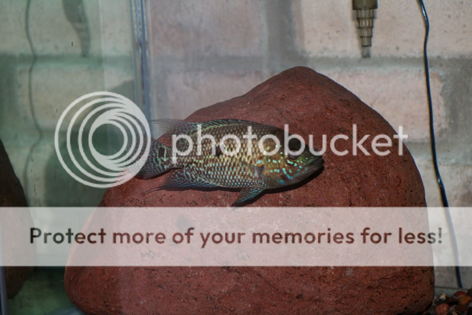 My Young Umbee | MonsterFishKeepers.com