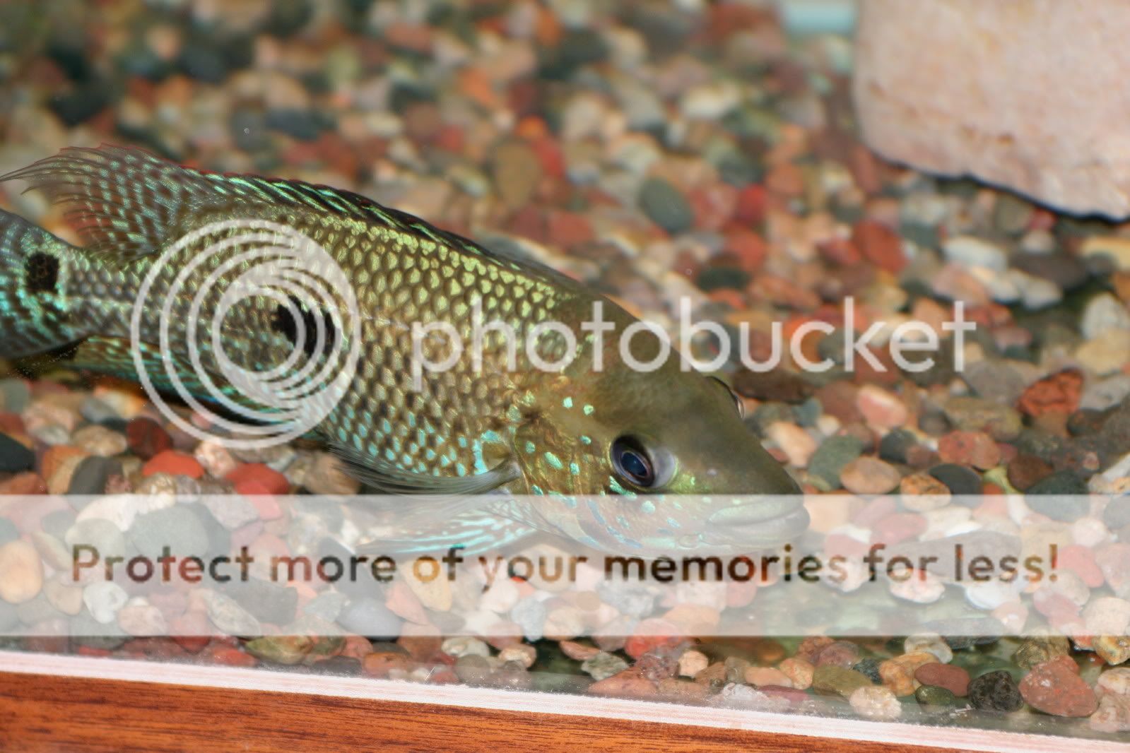 My Young Umbee | MonsterFishKeepers.com