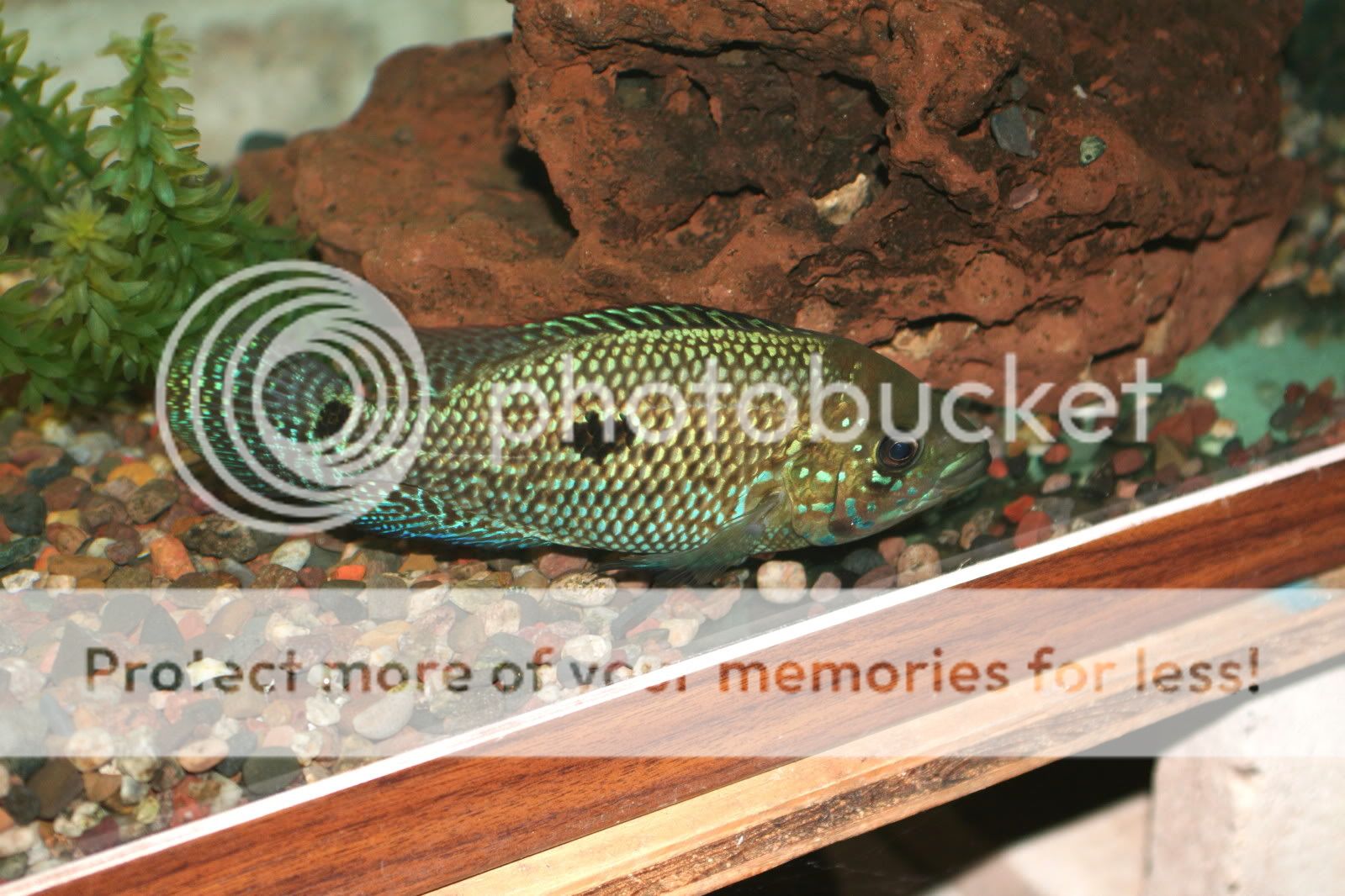 My Young Umbee | MonsterFishKeepers.com