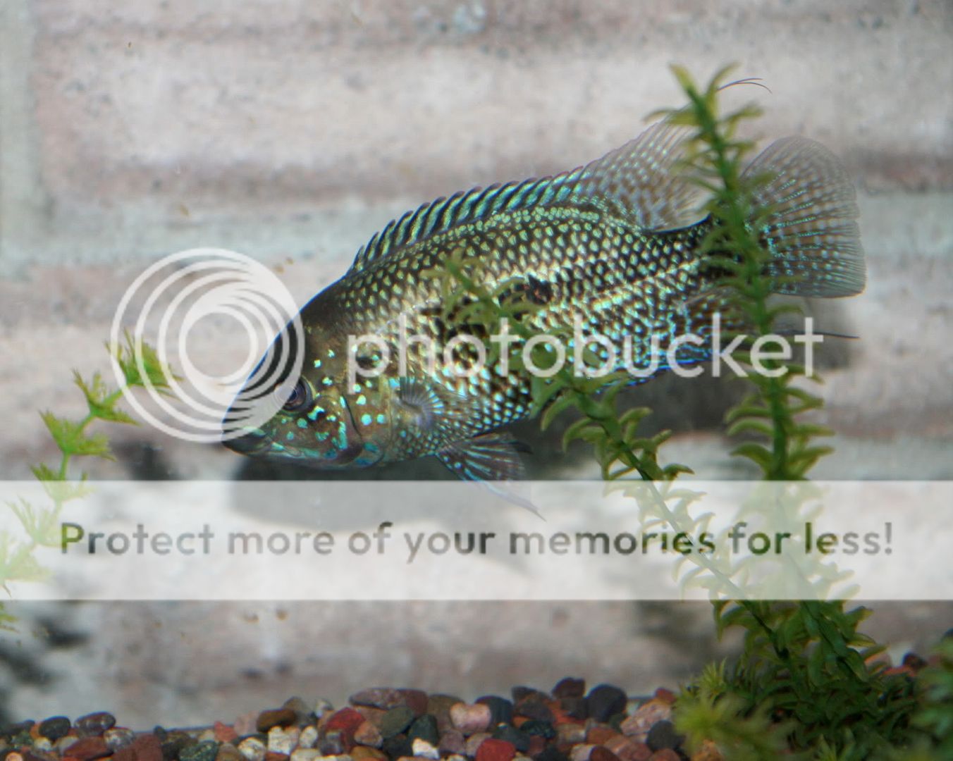 My Young Umbee | MonsterFishKeepers.com