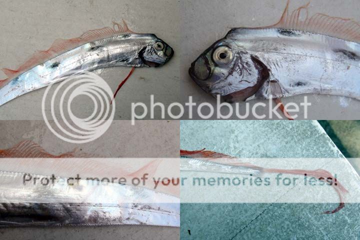 The very odd Oarfish | The Salty Soup