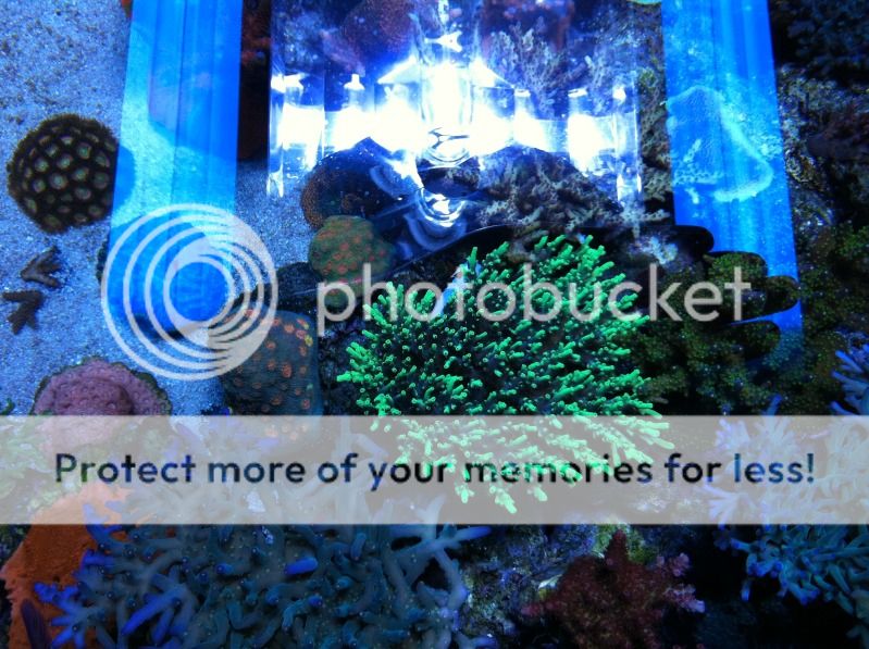 Candlelight Acro, let's see em - Page 3 - Reef Central Online Community