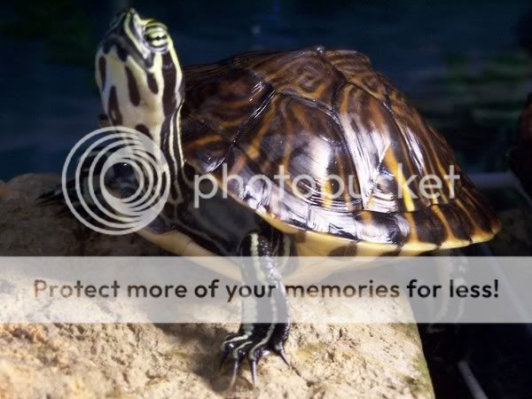 Yellow bellied slider Vs Peninsula Cooter - Turtle Identification ...