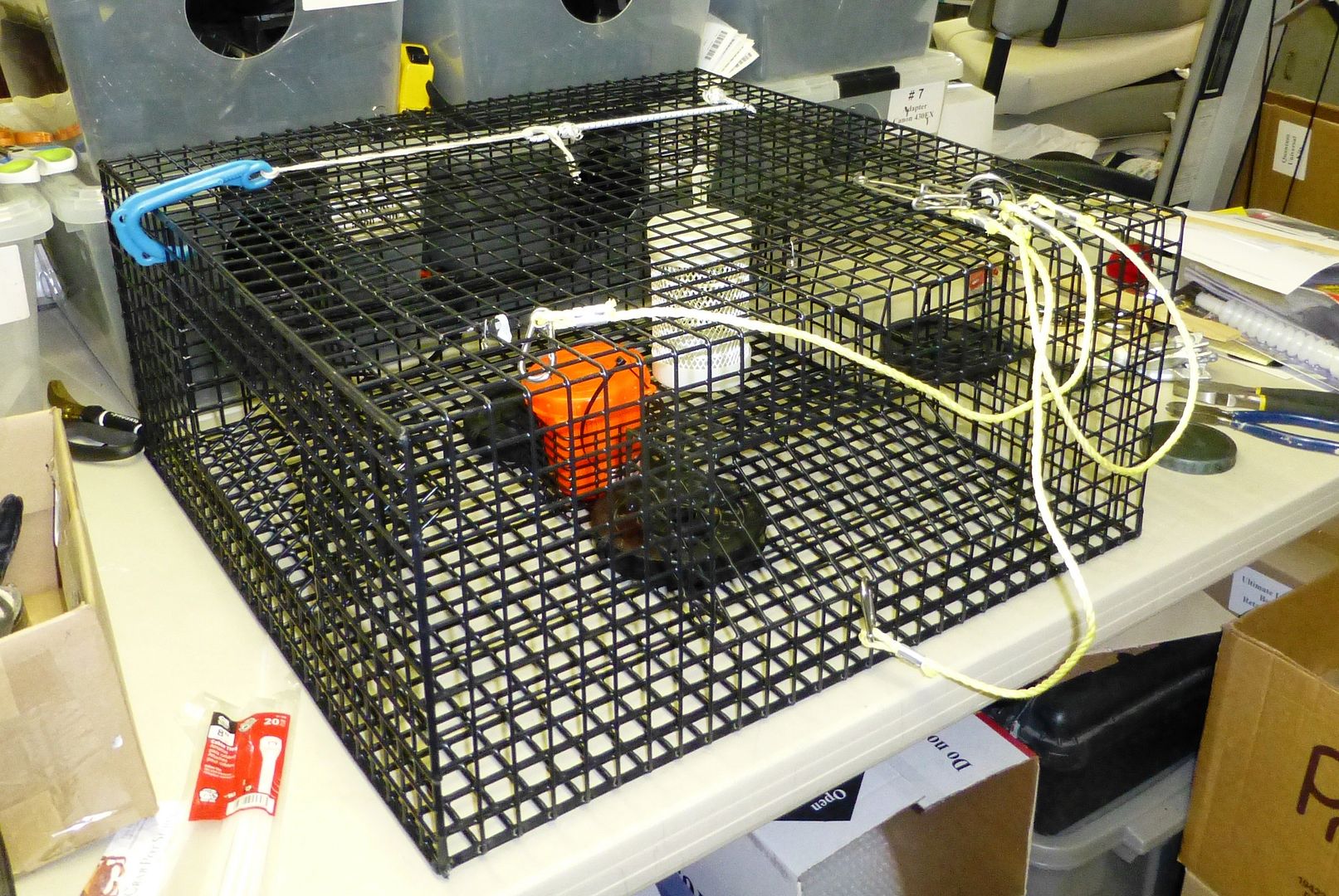 Saltwater - Area 11 Shrimp- Beginners Luck | Bloodydecks