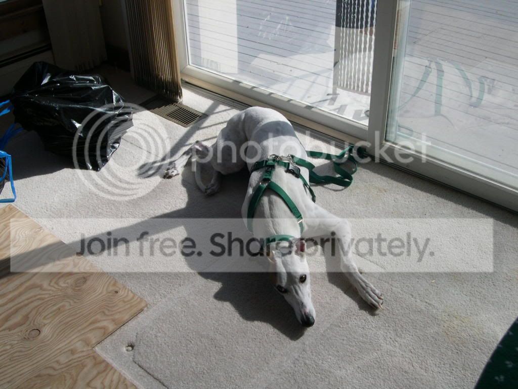 Dog recommendation > General Discussion > AR15.COM
