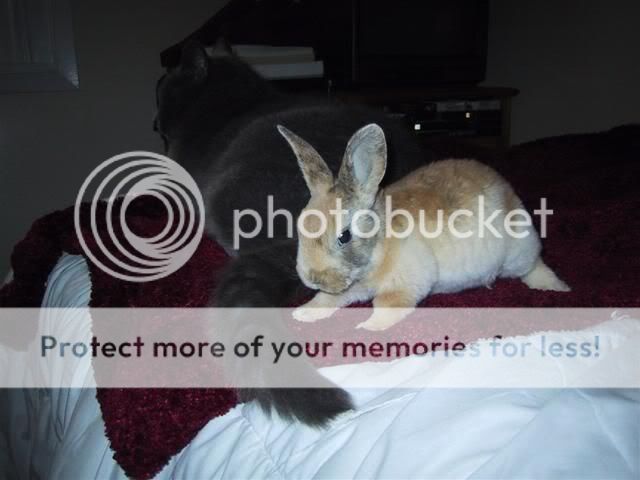 Rex Vs. Mini Rex | Rabbits Online Pet Rabbit & Bunny Forum