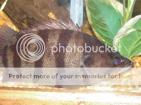 Datnoid ID chart w/ pictures! | MonsterFishKeepers.com