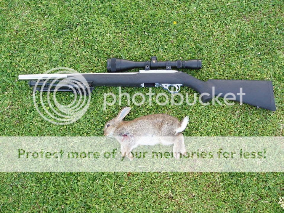 Rabbits like PD's ! | Rimfire Central Firearm Forum