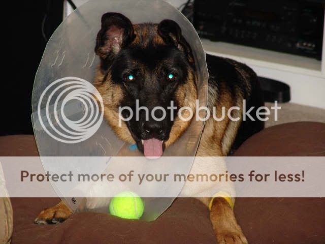 Staph Infection? Nina | Page 7 | German Shepherds Forum