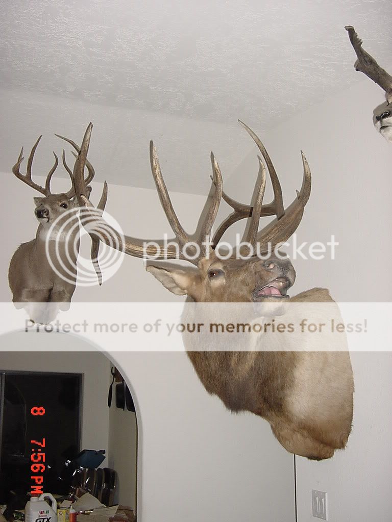 elk mounts | Hunt Talk