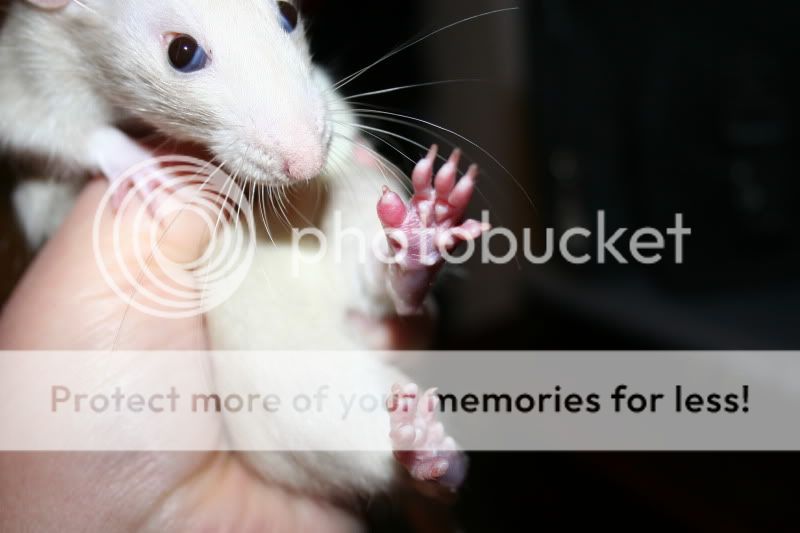 Help! Swollen toe/foot!!! With pics! | The Rat Shack - Pet Rat Forum