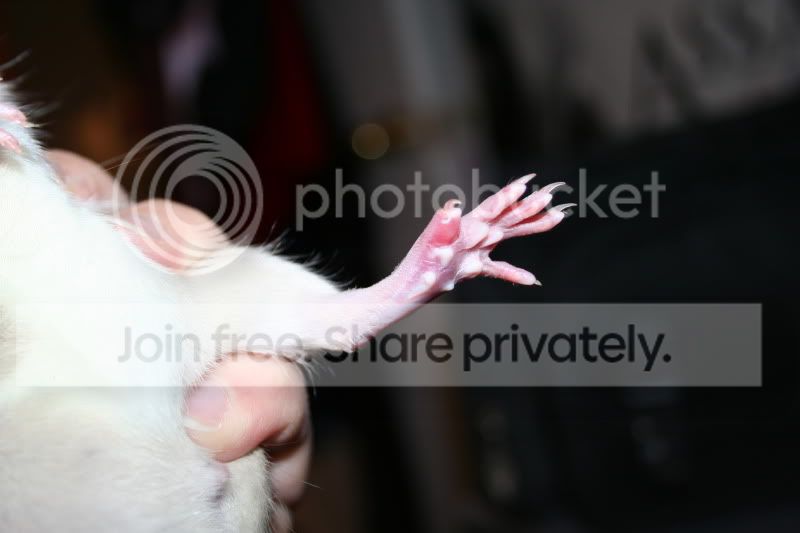 Help! Swollen toe/foot!!! With pics! | The Rat Shack - Pet Rat Forum