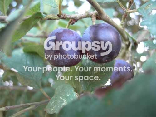 Bullace