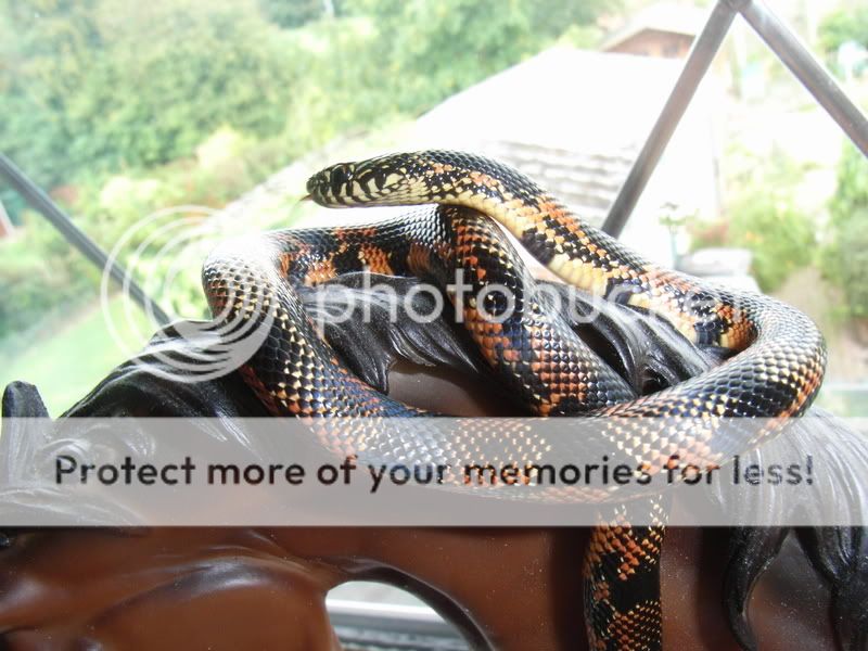 A Goini through the ages | Reptile Forums