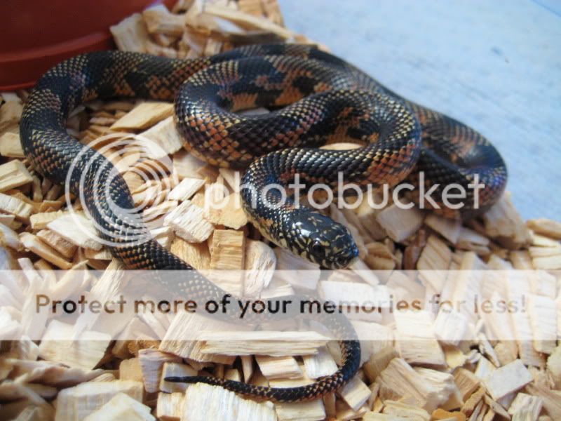 A Goini through the ages | Reptile Forums