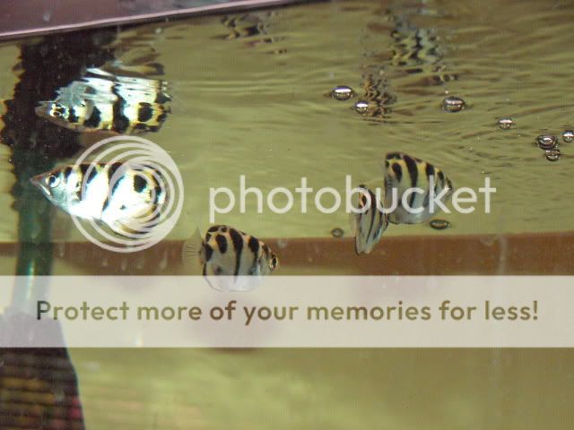 SHOW YOUR BRACKISH MONSTERS!!! | MonsterFishKeepers.com