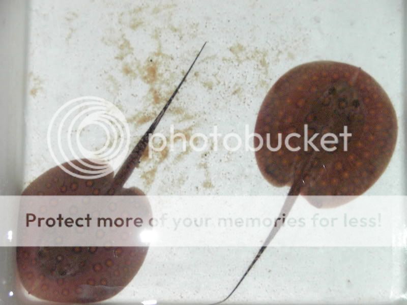 SEXED PAIR OF MOTORO RAYS | MonsterFishKeepers.com