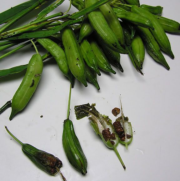 Iris Seed Pods