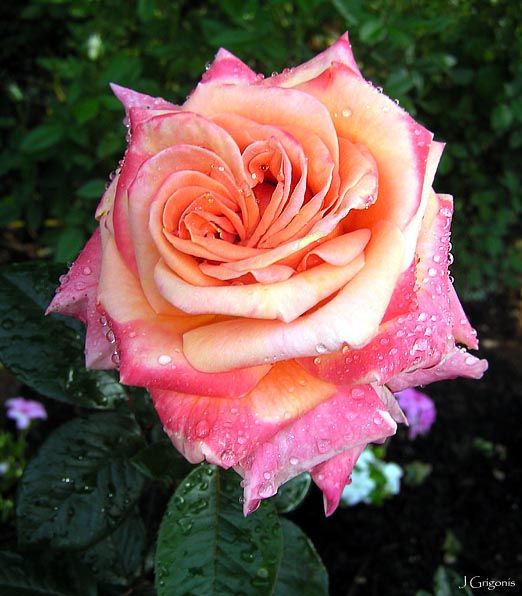 More Garden Pix & Roses