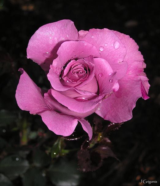 More Garden Pix & Roses