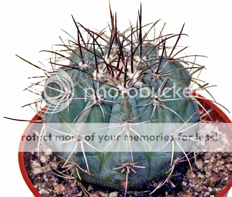 Melocactus ? . . . - CactiGuide.com