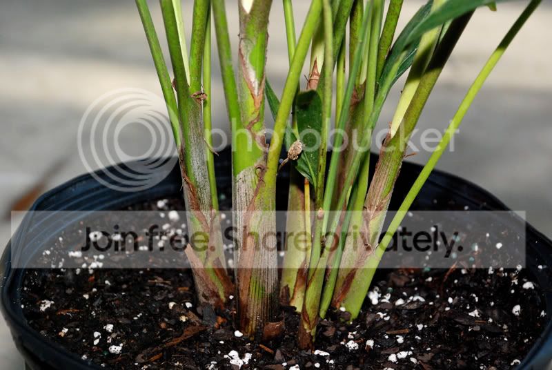 Palm ID Please??? - DISCUSSING PALM TREES WORLDWIDE - PalmTalk