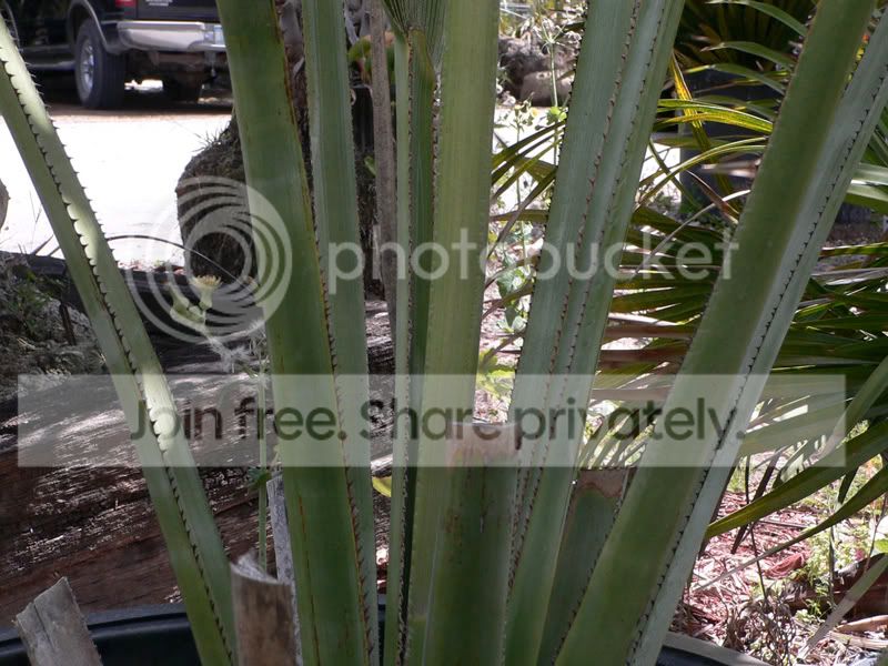 Clustering Fan palm - DISCUSSING PALM TREES WORLDWIDE - PalmTalk