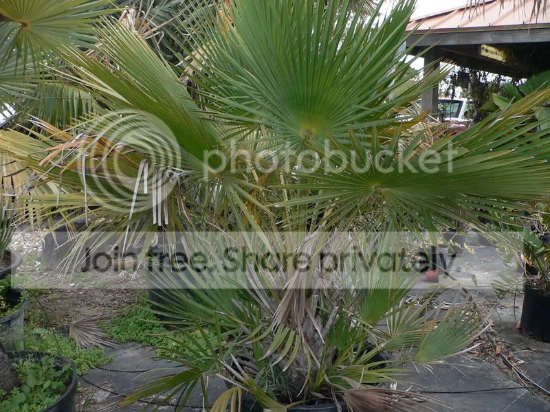 Clustering Fan palm - DISCUSSING PALM TREES WORLDWIDE - PalmTalk