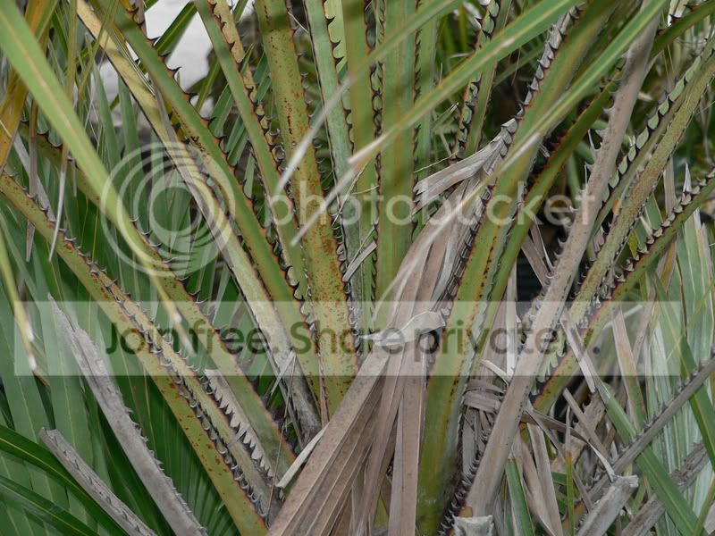 Clustering Fan palm - DISCUSSING PALM TREES WORLDWIDE - PalmTalk
