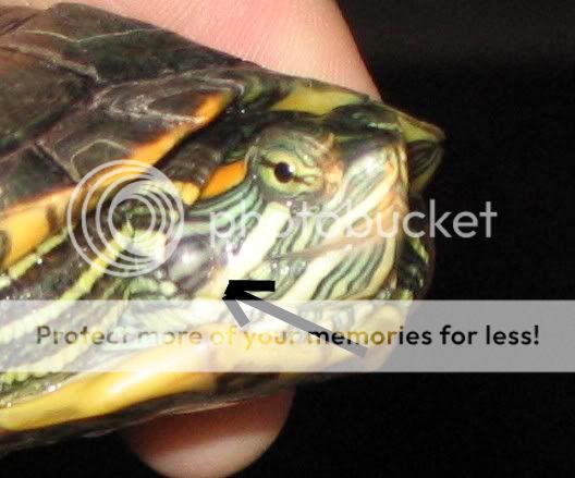 RES has odd lump on side of head - EMERGENCY CARE - Turtle Forum