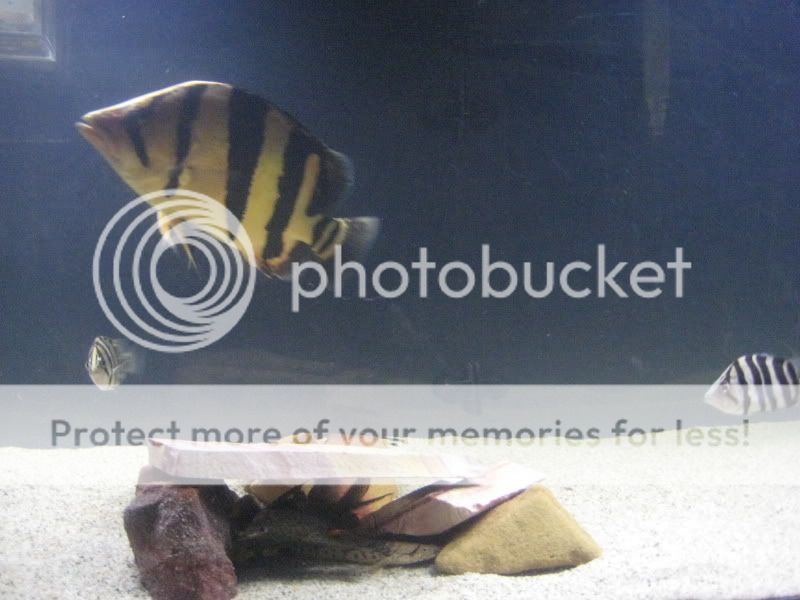 (2) 3" Indo Datnoid- PU in Irvine, CA | MonsterFishKeepers.com