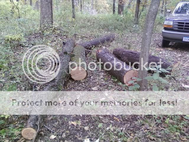 Cherry Cherry | Arborist, Chainsaw & Tree Work Forum