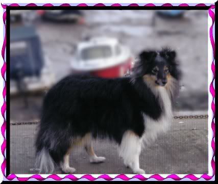 Border Collie - Ears?